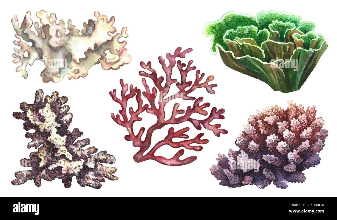 Corals set. Undersea world. Watercolor hand drawn. Aquarium, tropical ...