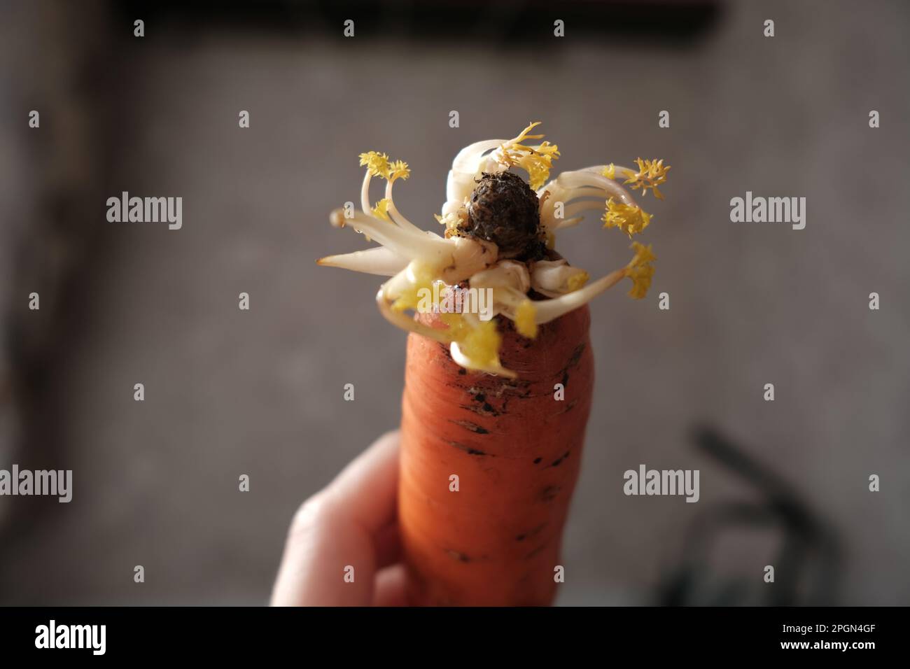 The yellow color is caused by the lack of photosynthesis and metabolic ...