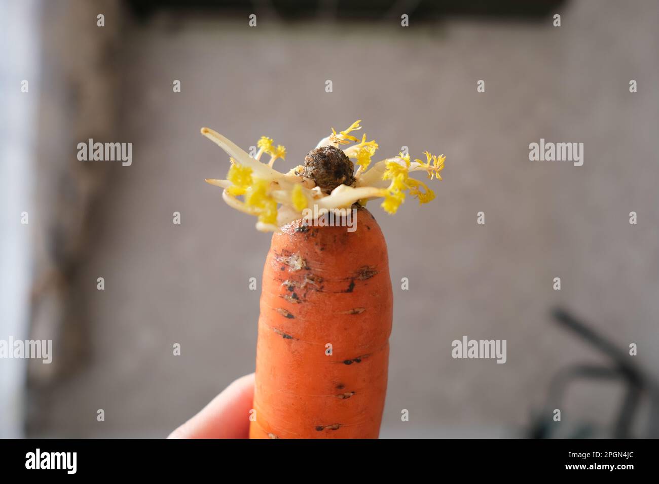 The yellow color is caused by the lack of photosynthesis and metabolic ...