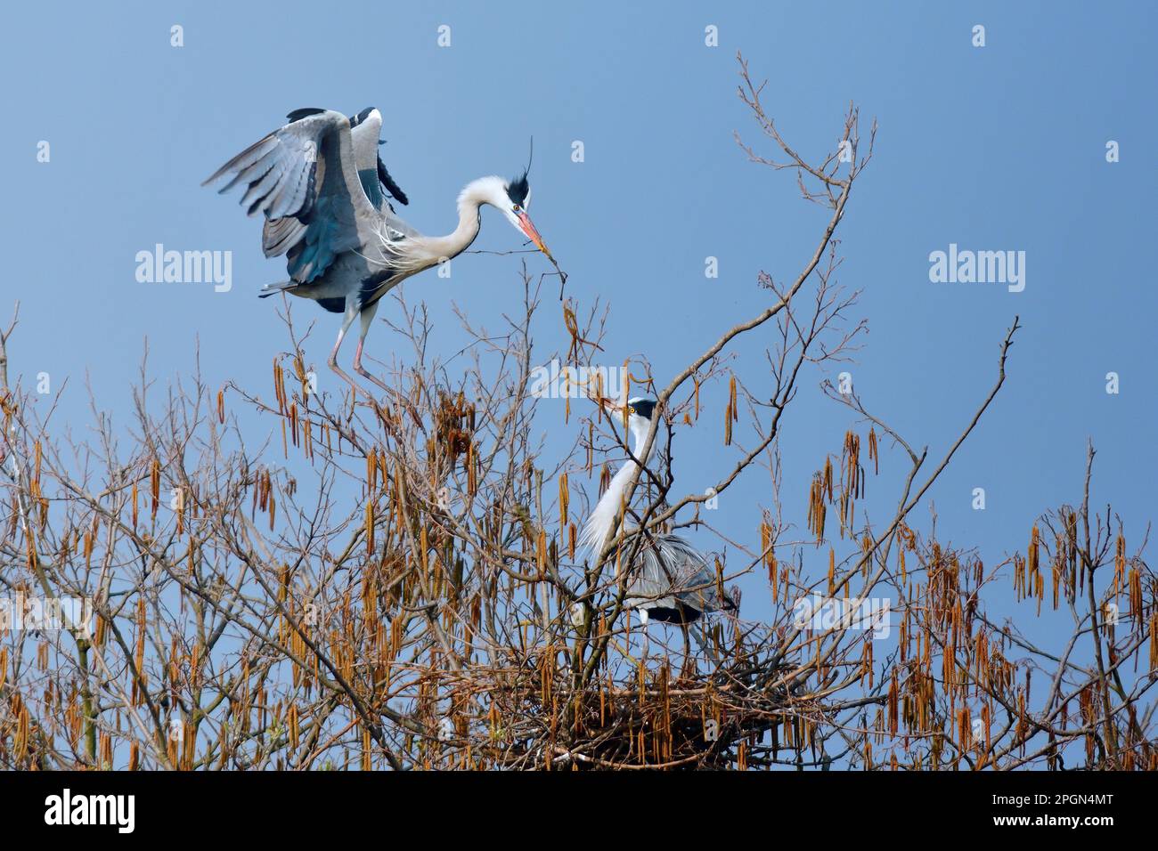 La costruzione del nido - nest building Stock Photo - Alamy