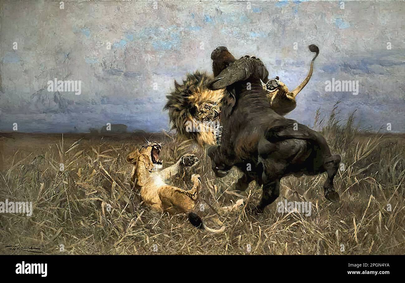 Kuhnert Wilhelm - Lions in Combat with a Cape Buffalo - German School ...