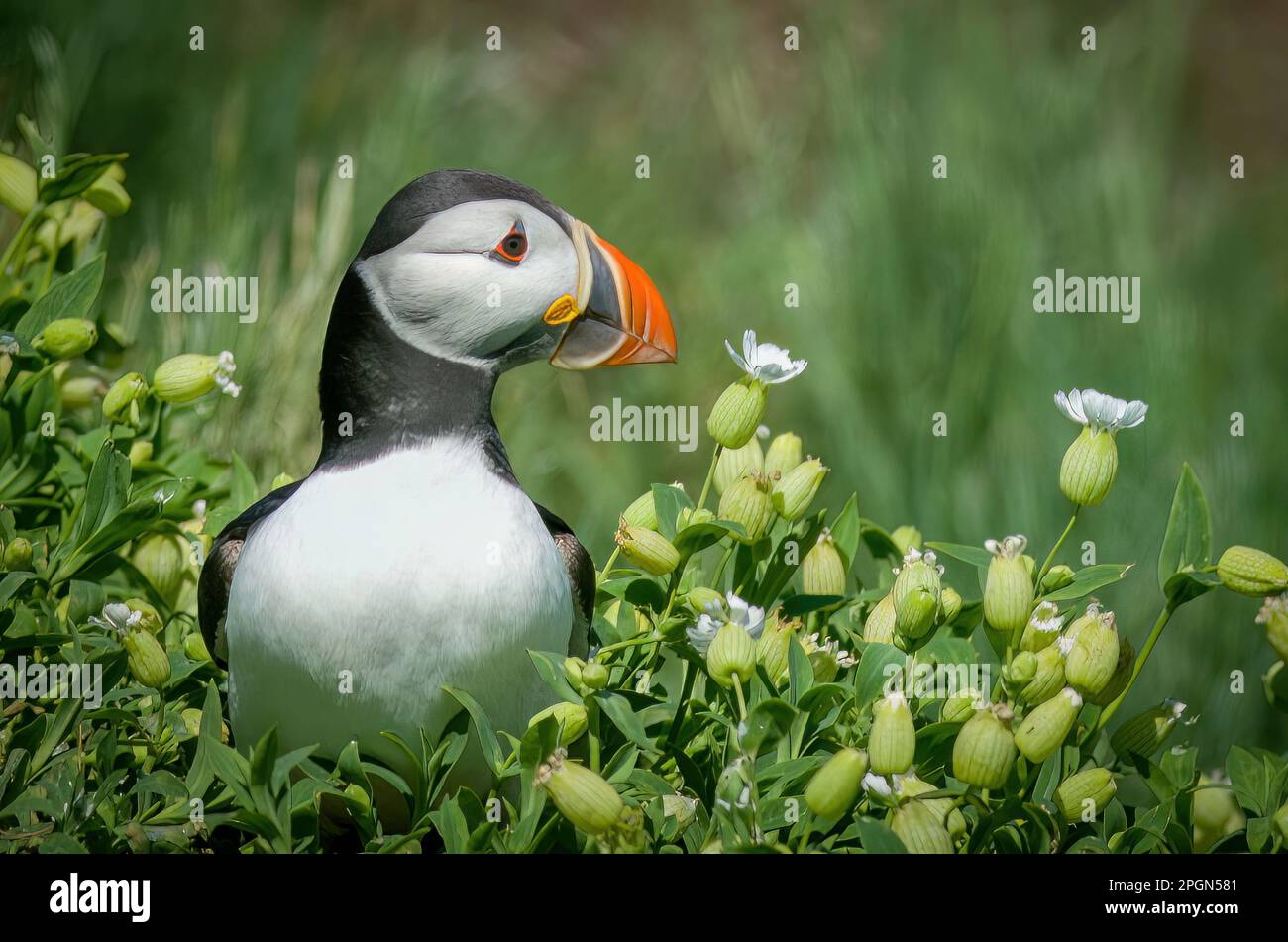 Breading colours hi-res stock photography and images - Alamy