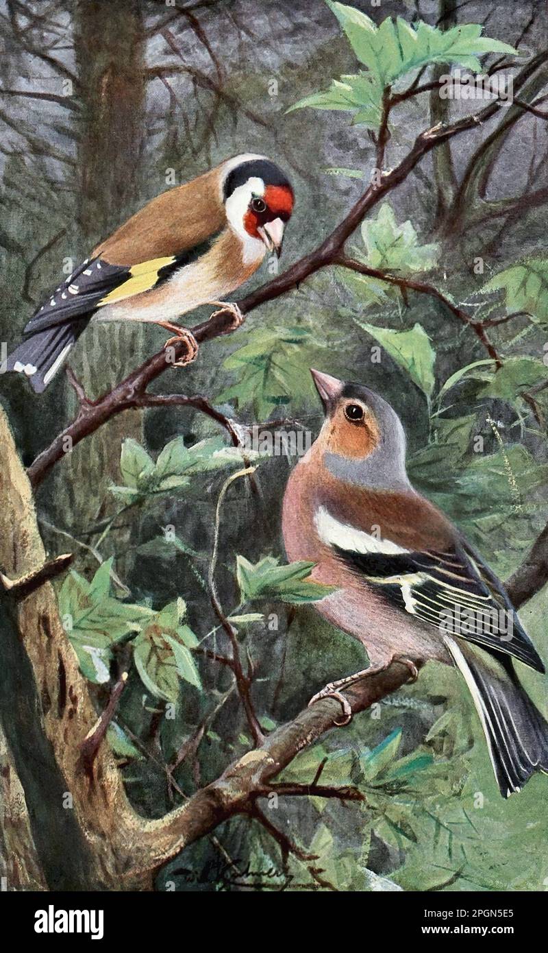 Kuhnert Wilhelm - Goldfinch and Chaffinch - German School - 19th ...