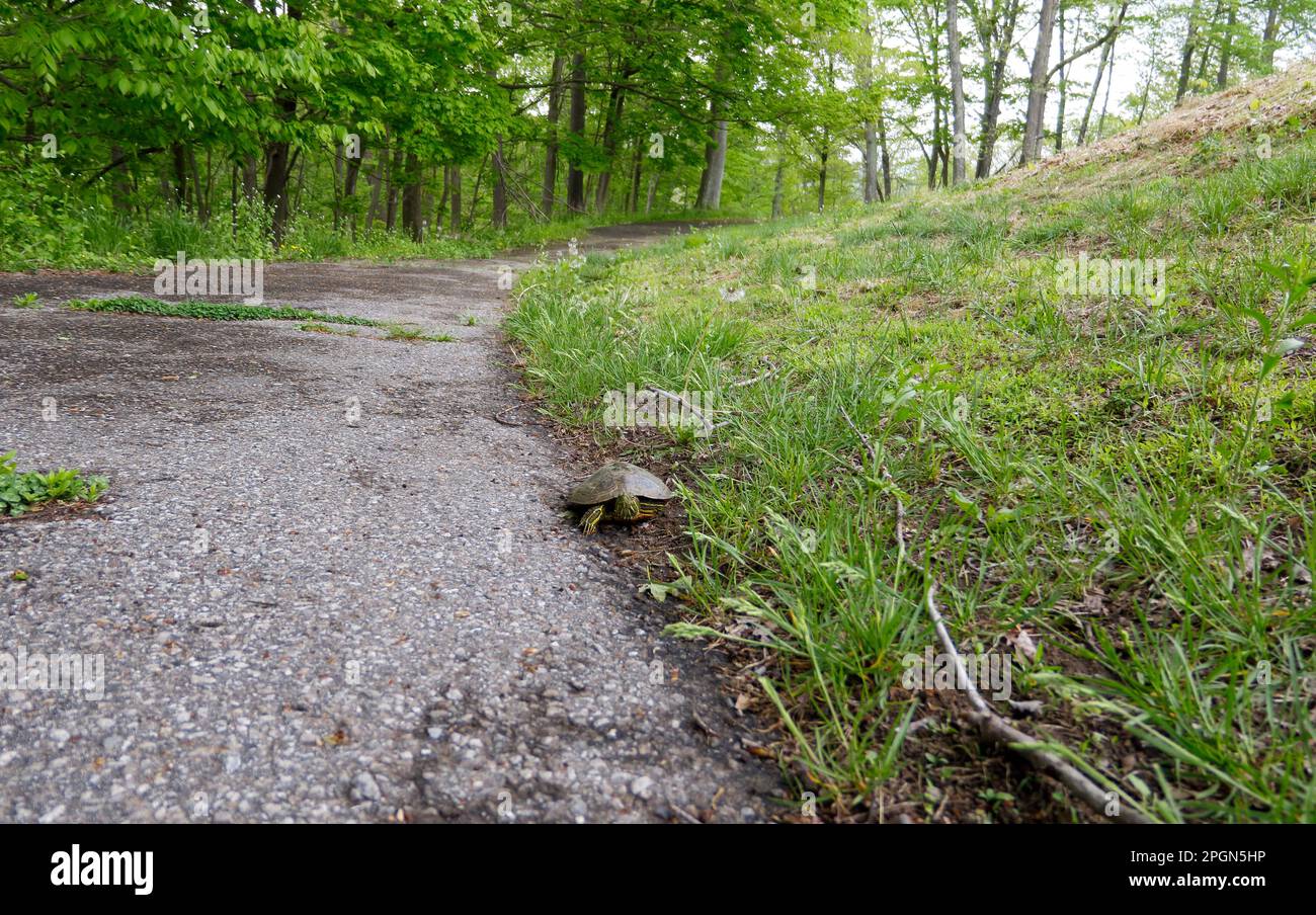 Painted turtles peacefully walks along a rural road Stock Photo - Alamy