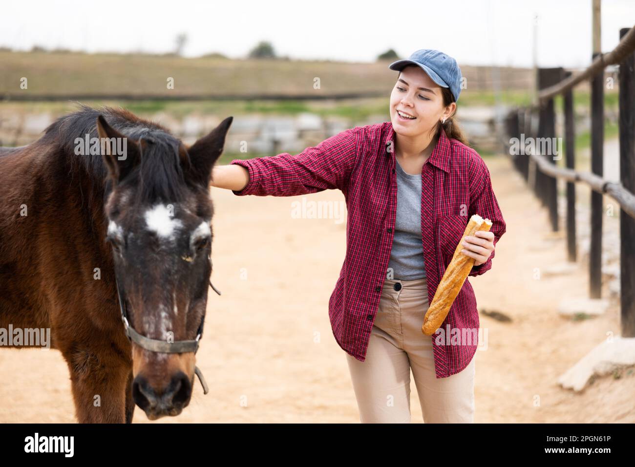 Farmer woman feeding horse with bread in farm Stock Photo - Alamy