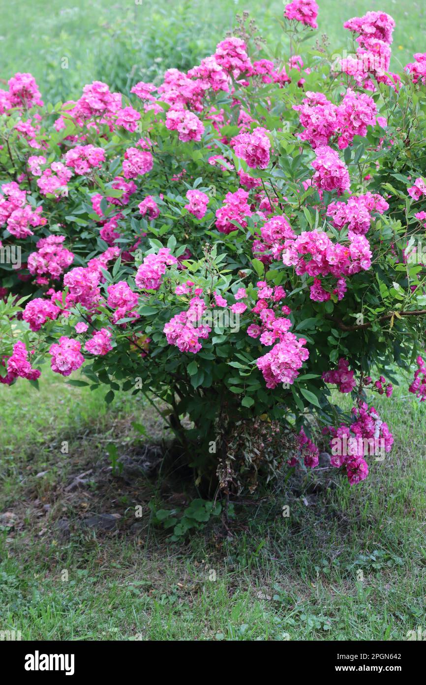 A vibrant explosion of pink roses, cascading over the grassy expanse ...
