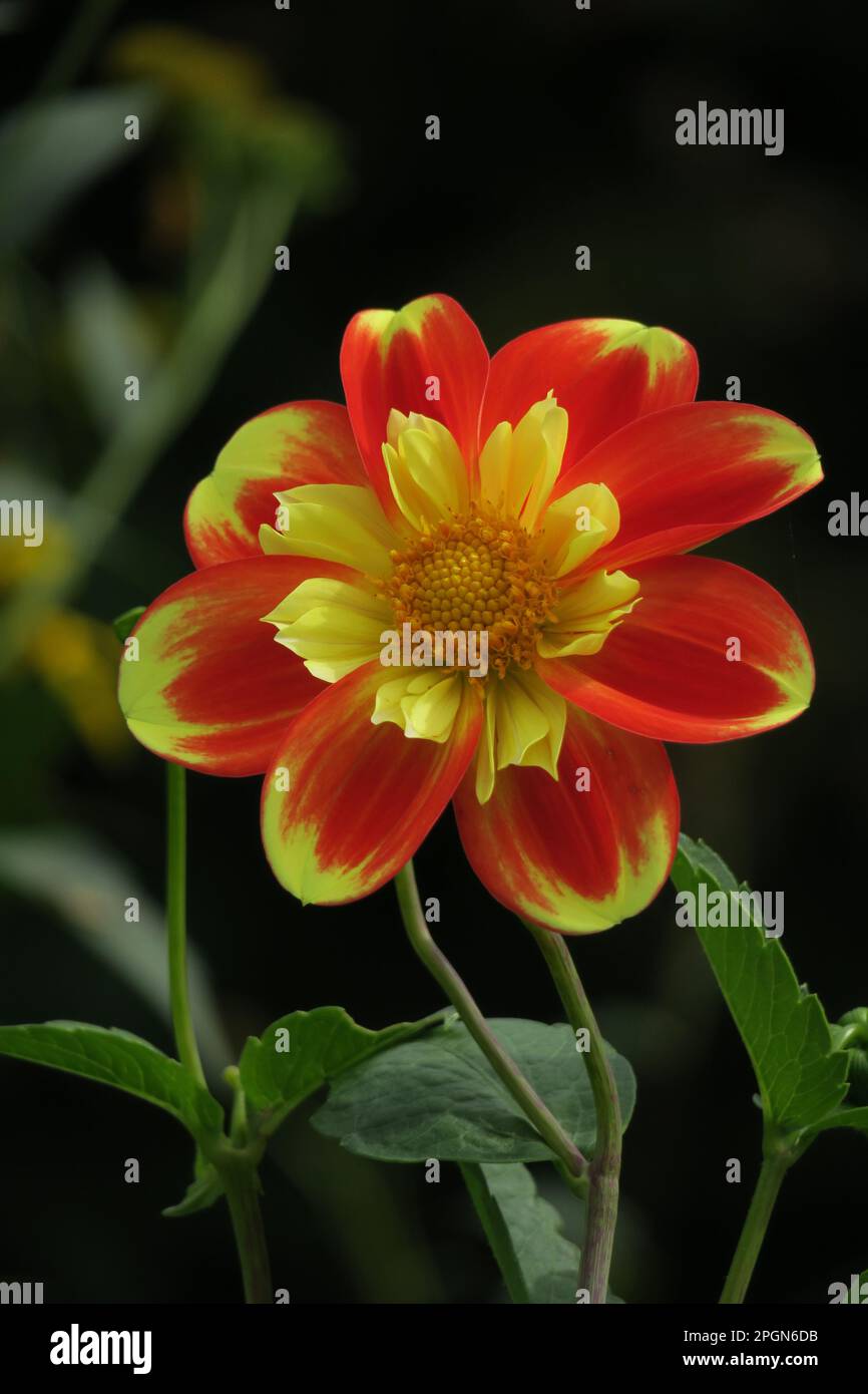 A vibrant burst of red and yellow, this dahlia is a true showstopper ...