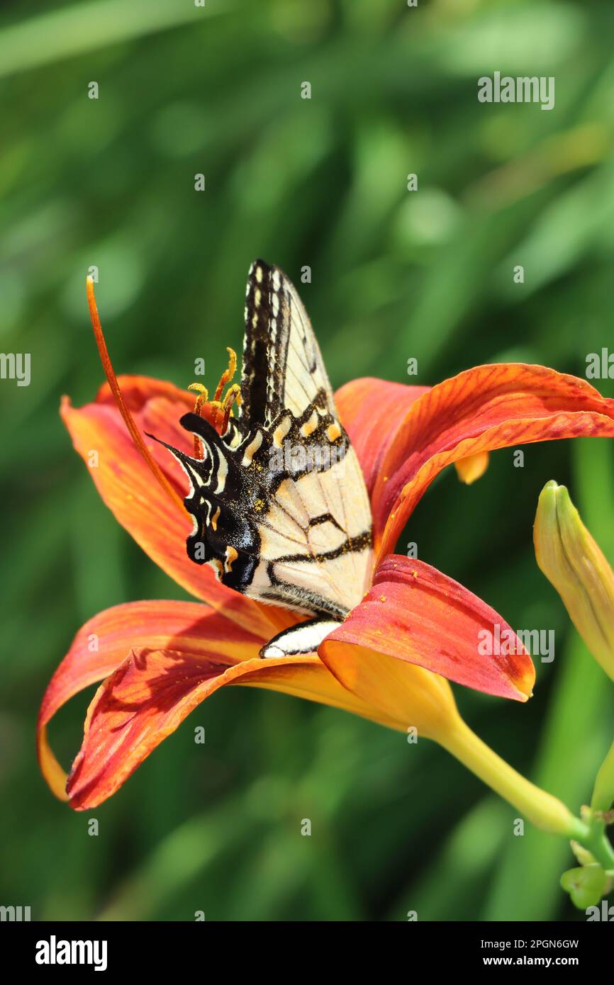Perfect home for insects hi-res stock photography and images - Alamy