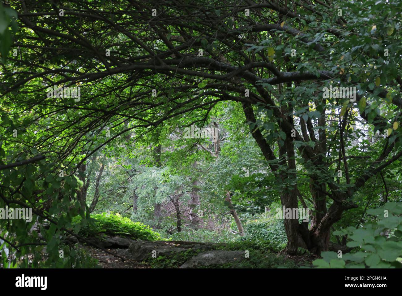 Beautiful tree canopy framing a sun-dappled footpath Stock Photo - Alamy