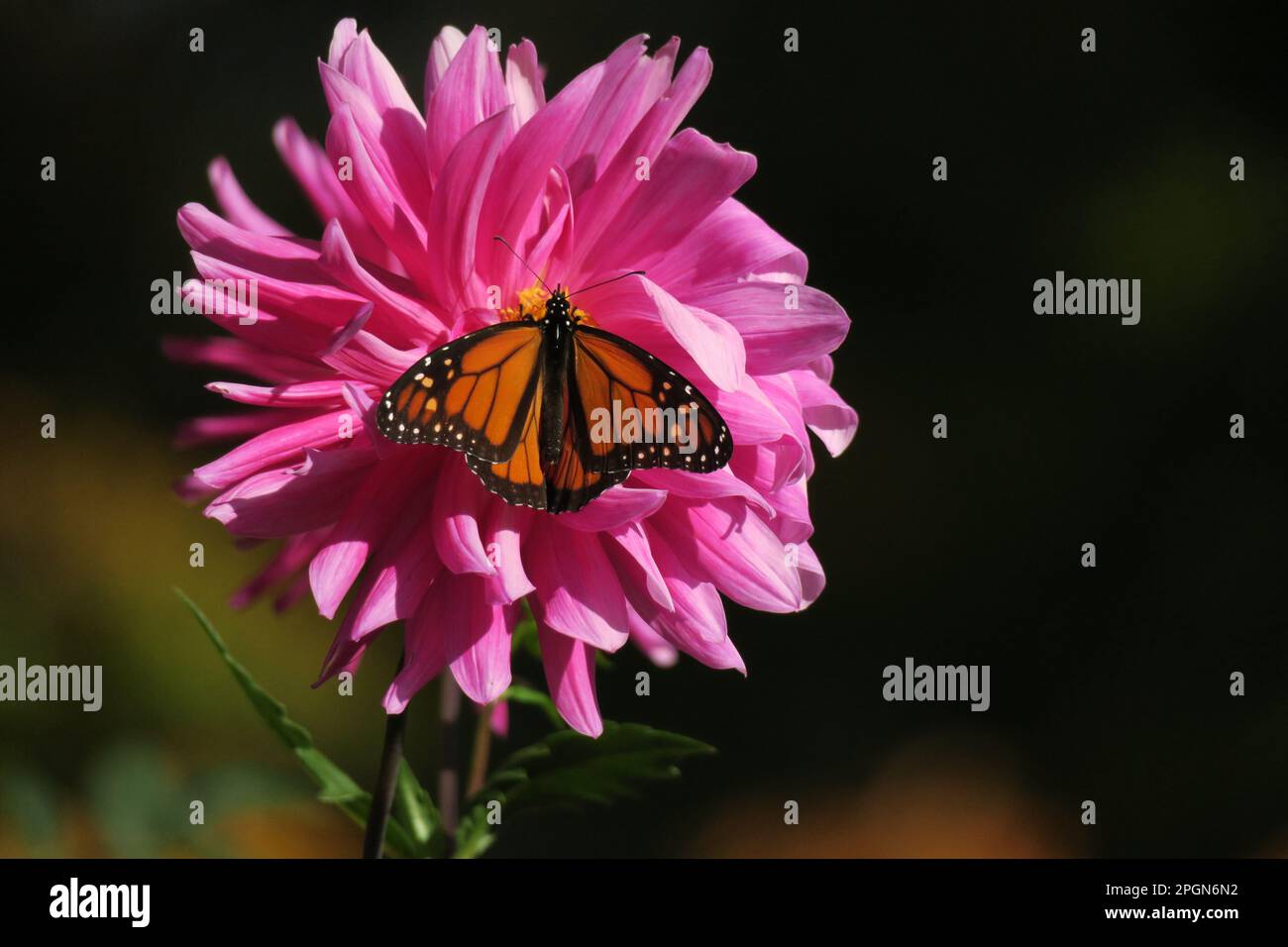 A monarch butterfly, a beacon of orange and black, rests gracefully on ...