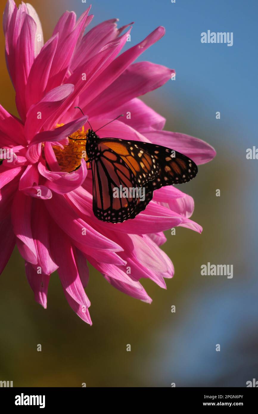 A monarch butterfly, a beacon of orange and black, rests gracefully on ...