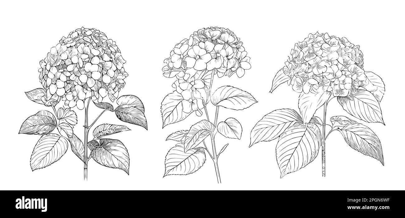 Hydrangea set sketch hand drawn in style Vector illustration Stock ...