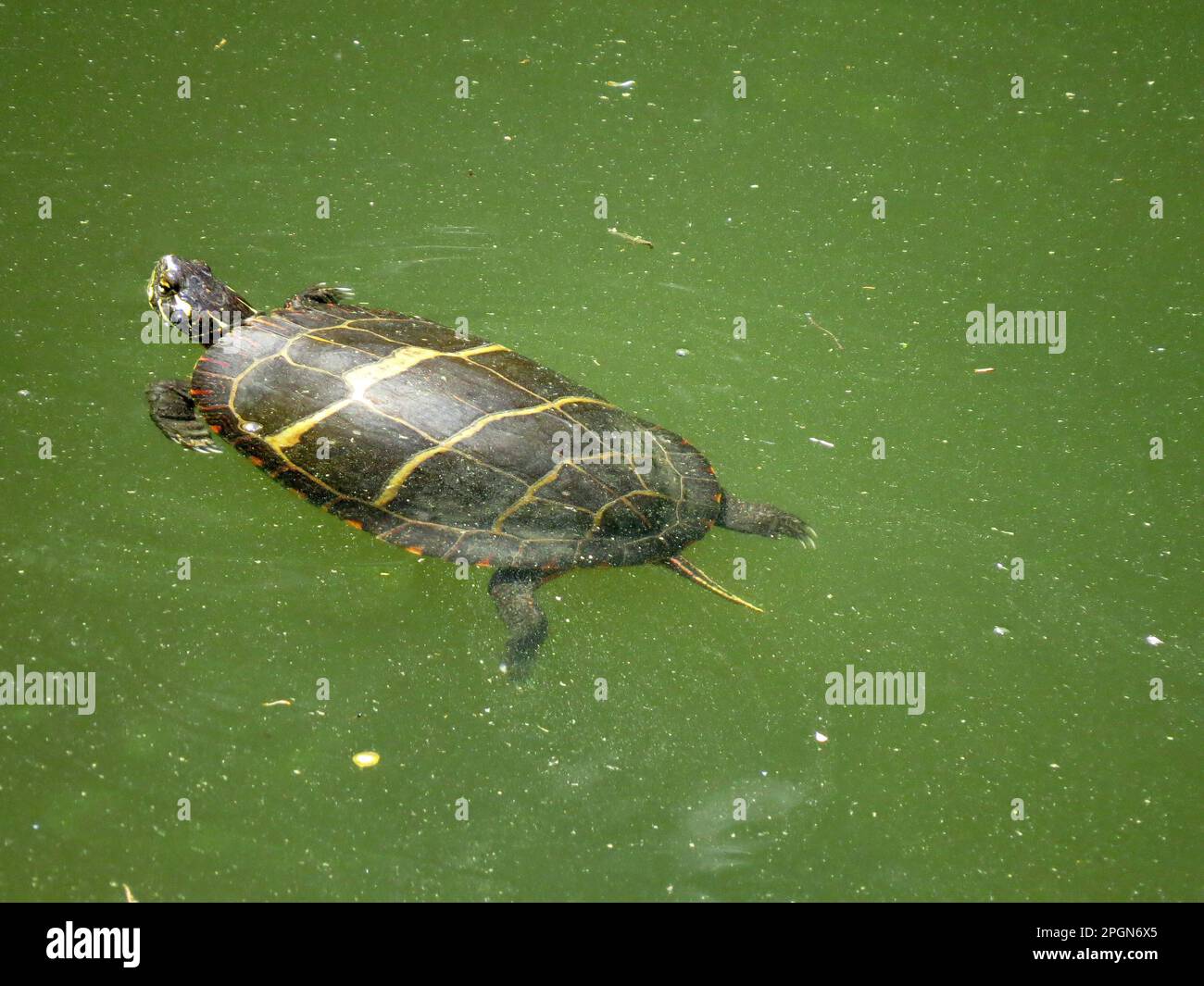 Painted turtle glides effortlessly across the emerald pond Stock Photo ...
