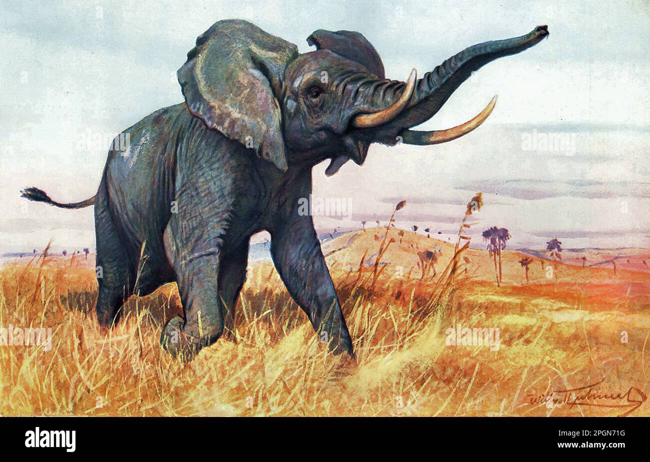 Kuhnert Wilhelm - African (Pointed Ear) Elephant - German School - 19th ...