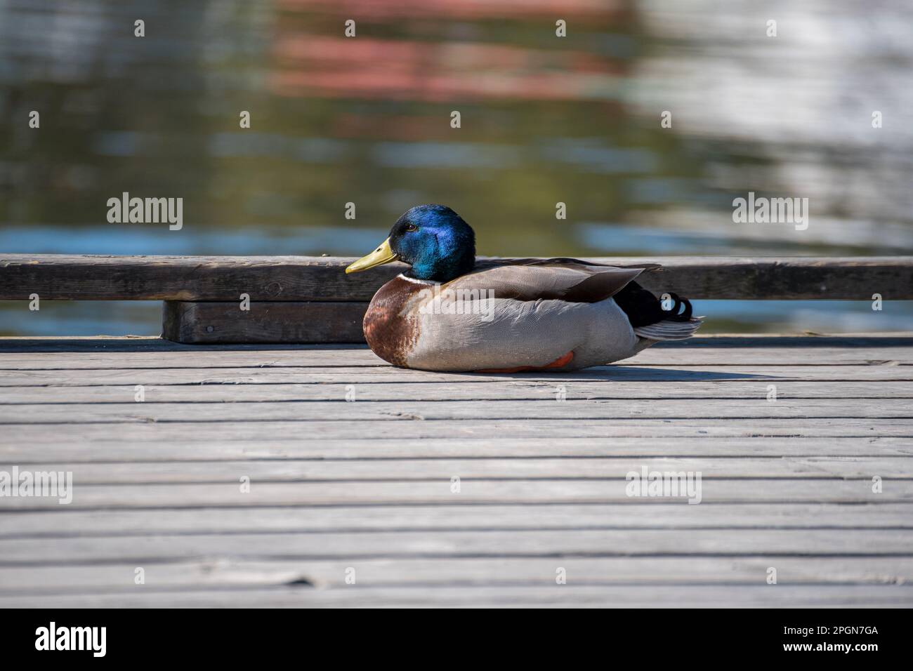 Mallard duck swimming on water in spring in sunshine Stock Photo - Alamy