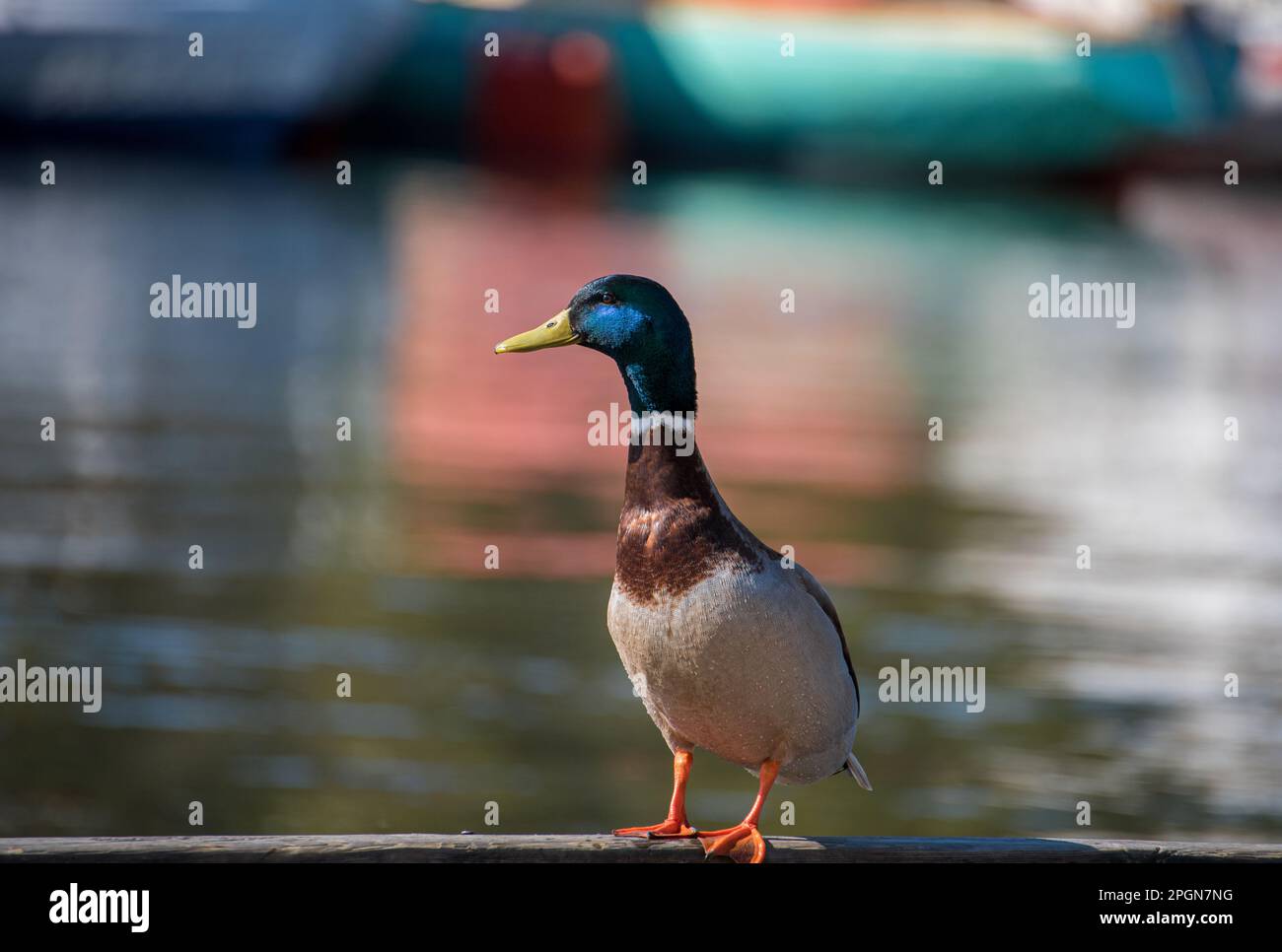 Mallard duck swimming on water in spring in sunshine Stock Photo - Alamy