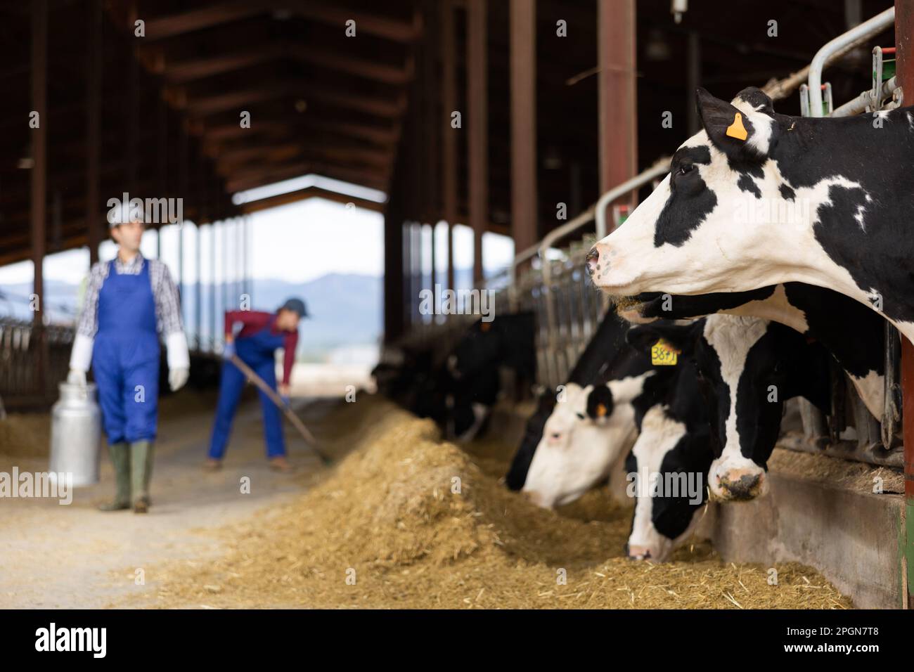 Black and white cows eating compound feed, peeking through stall fence ...