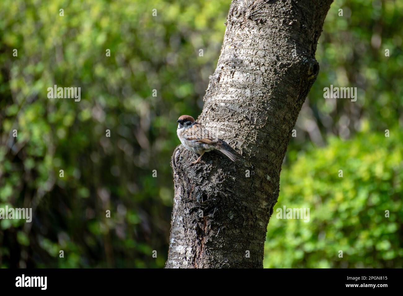 Sparrow sits on tree hi-res stock photography and images - Alamy
