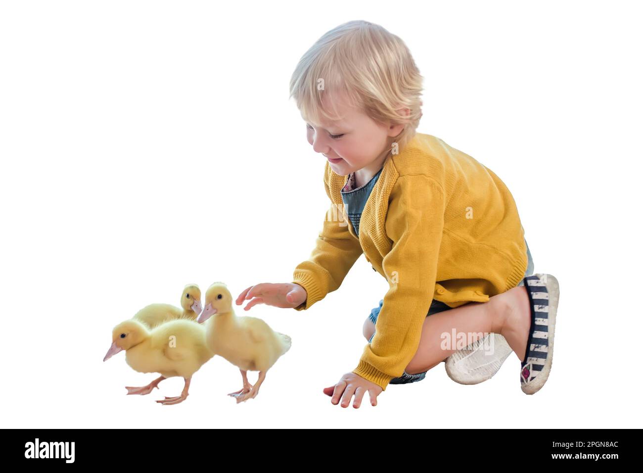 A little girl is playing with ducklings. An isolated image of a small ...
