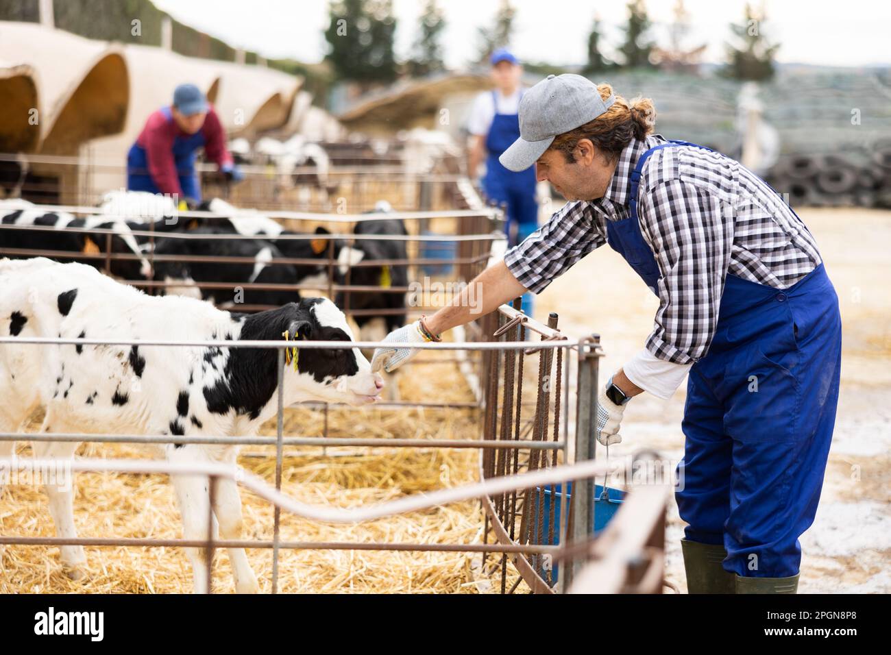 Adult owner of farm smiling and petting calves in open stall on farm ...