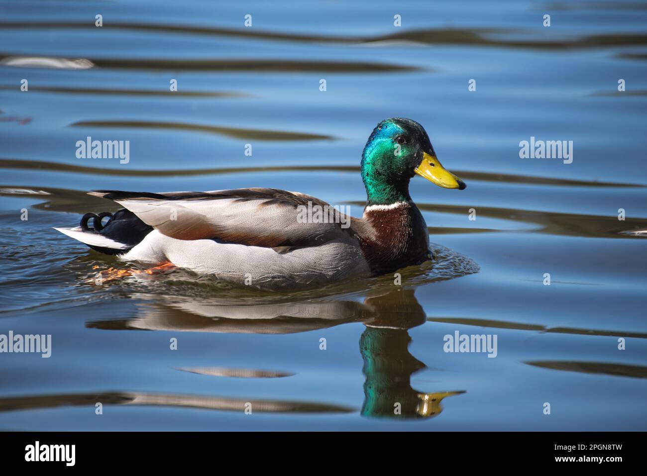Mallard duck swimming on water in spring in sunshine Stock Photo - Alamy