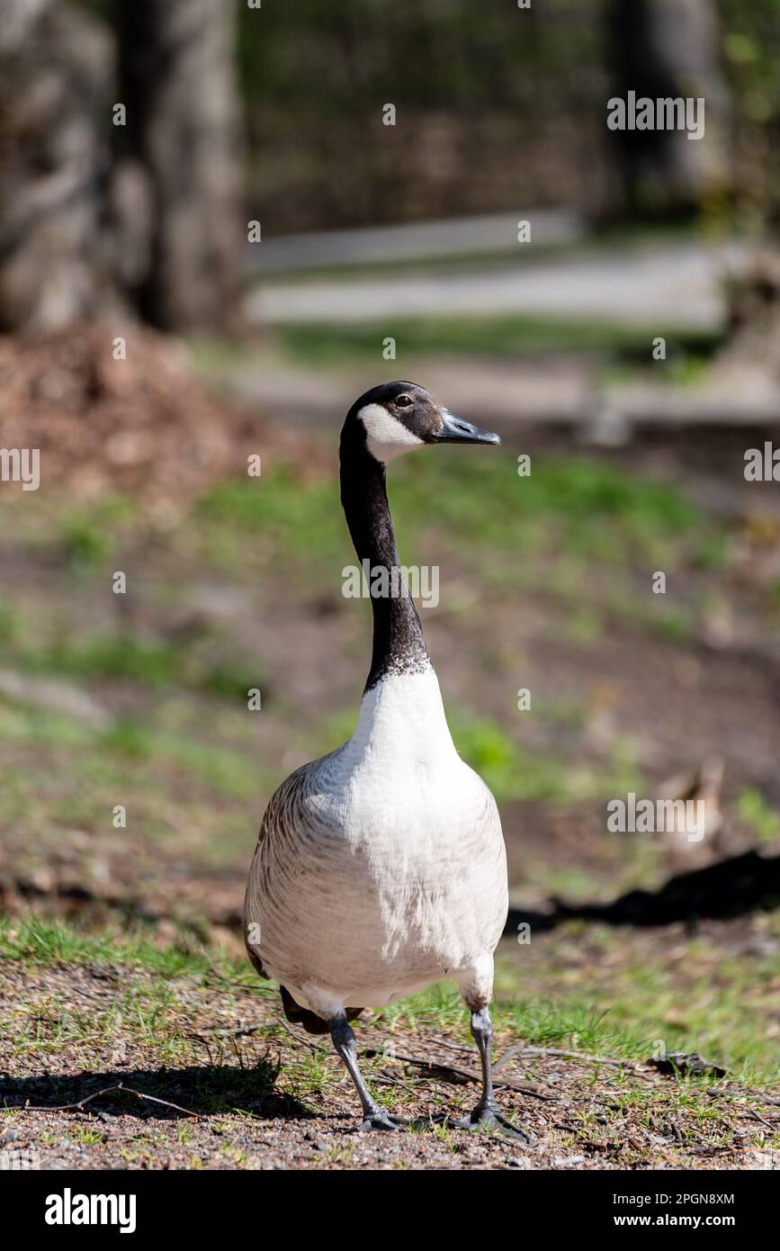 The barnacle goose (Branta leucopsis) is a species of goose that ...