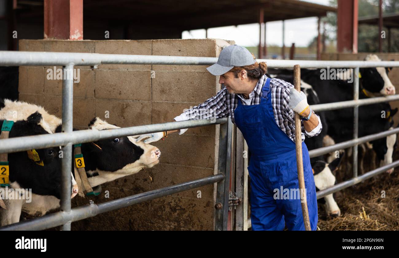 Italian farm calves hi-res stock photography and images - Alamy