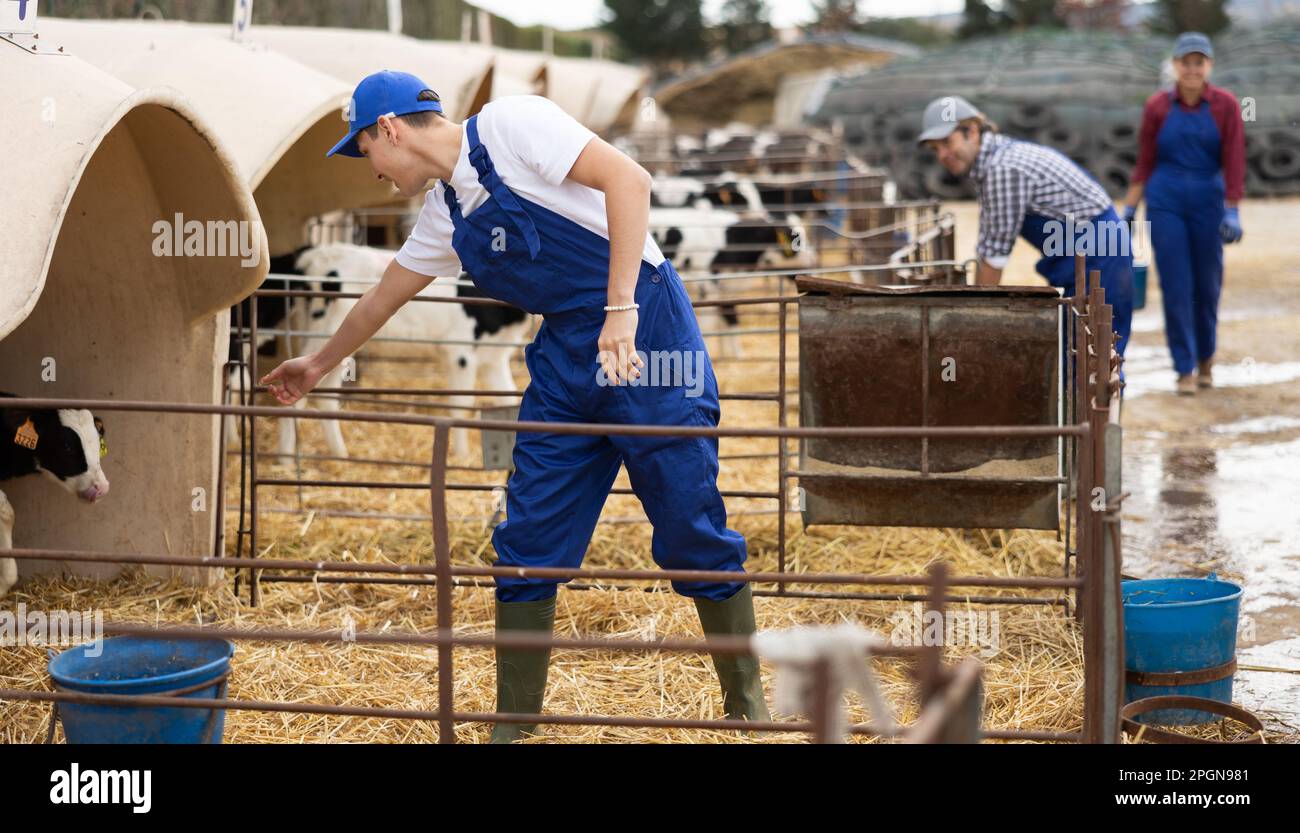 Male farmer taking care of calves at cow farm Stock Photo - Alamy