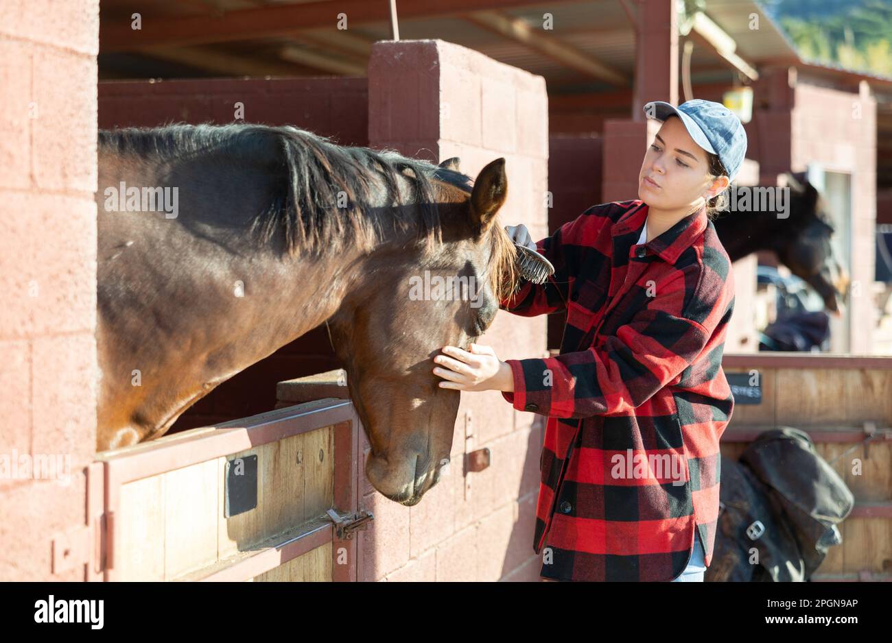 Horse care - female stable worker brushing horse Stock Photo - Alamy