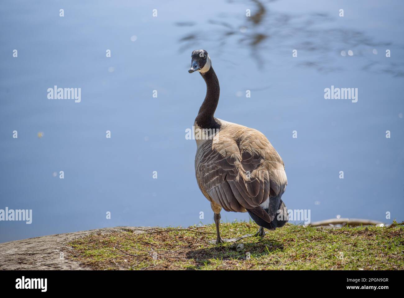 Black geese hi-res stock photography and images - Alamy