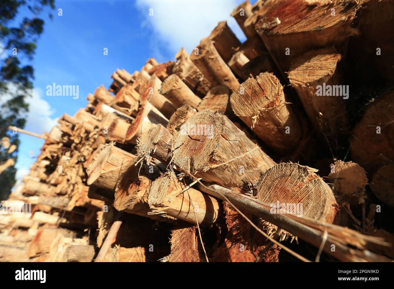 acajutiba, bahia, brazil - march 10, 2023: eucalyptus wood logs are ...