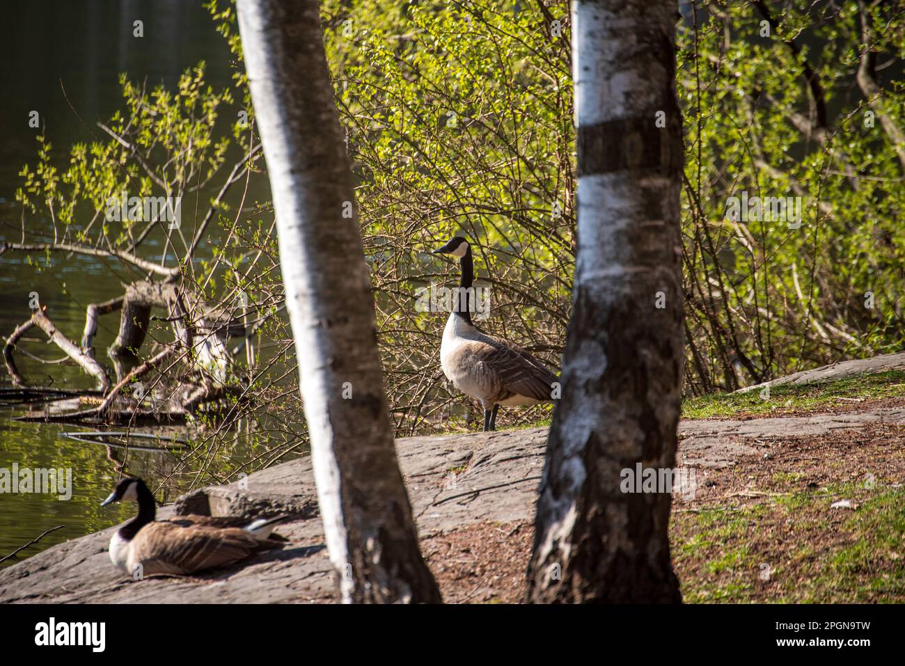 Black geese hi-res stock photography and images - Alamy