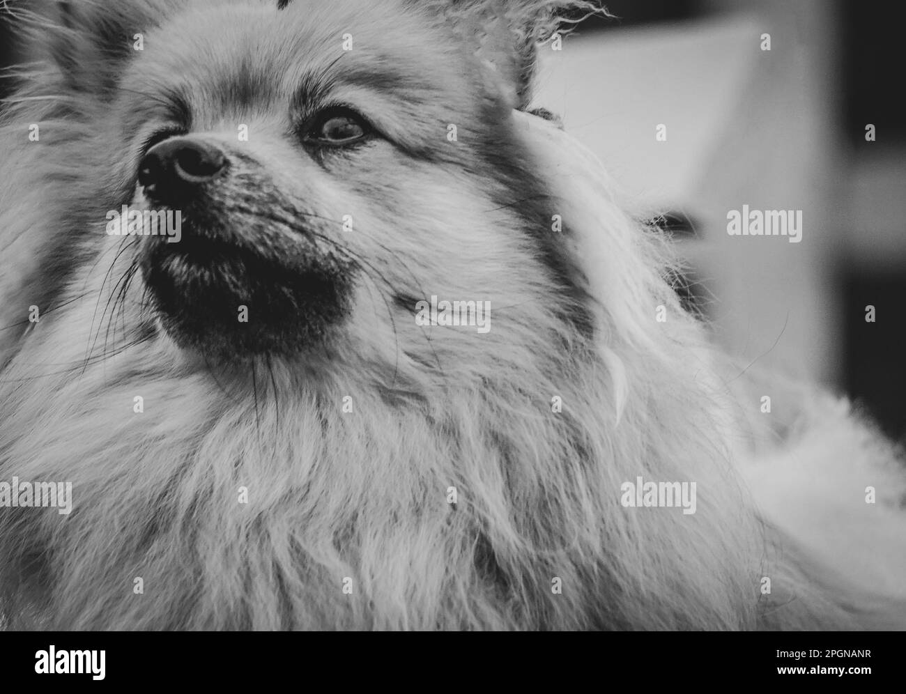 Close up of dog in black and white Stock Photo - Alamy