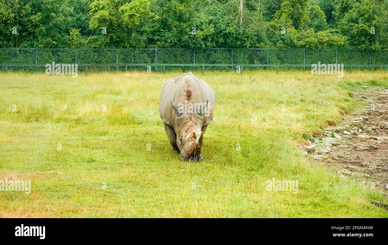 White rhinoceros eat grass in open grassland. Big rhino is in the field ...