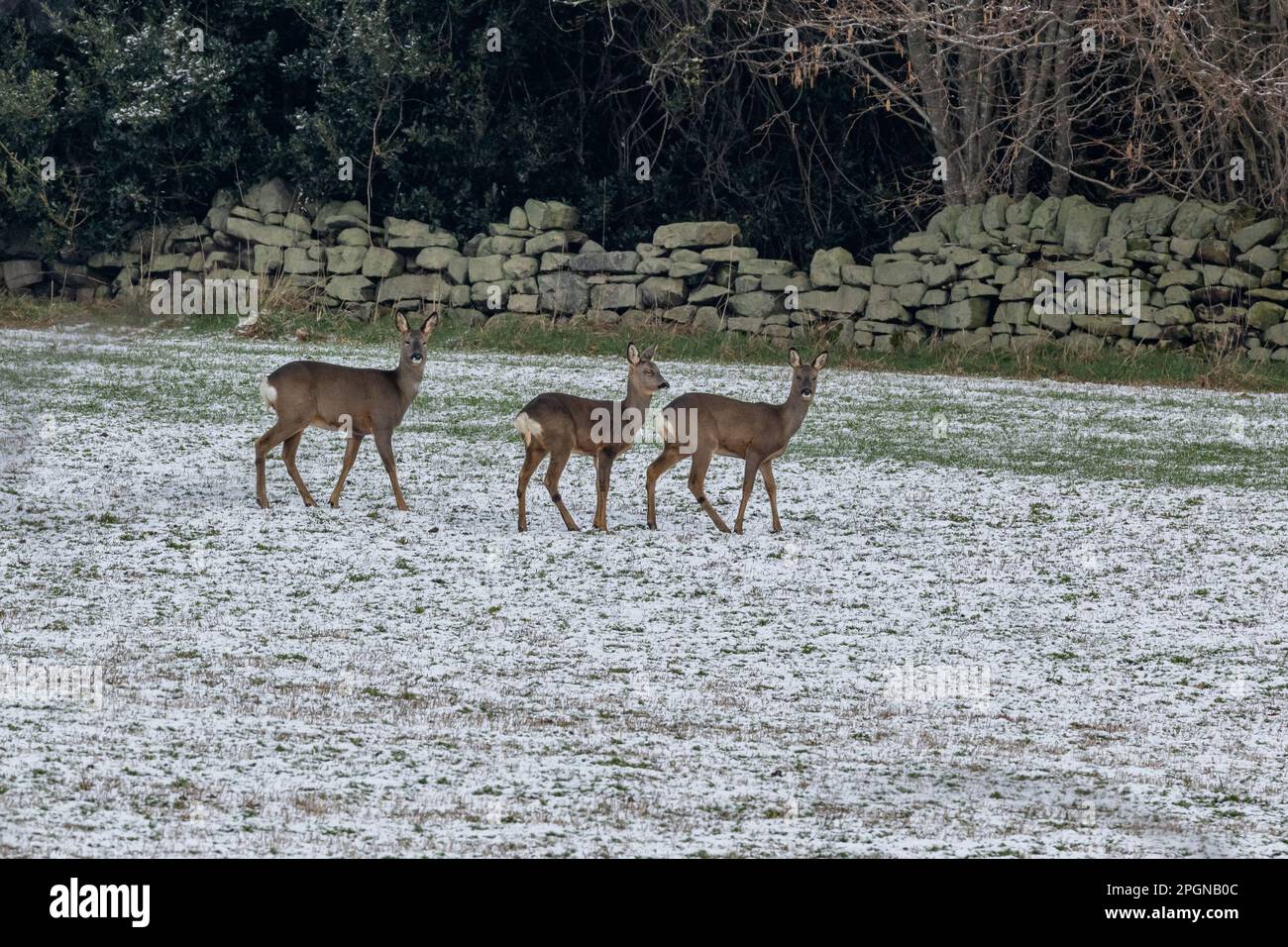 Roe deer uk hi-res stock photography and images - Alamy