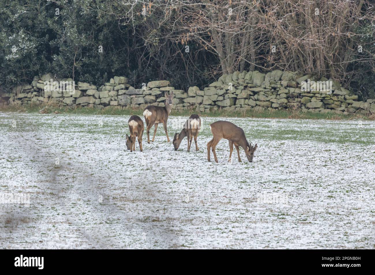 A family of roe deer (UK) in winter Stock Photo - Alamy