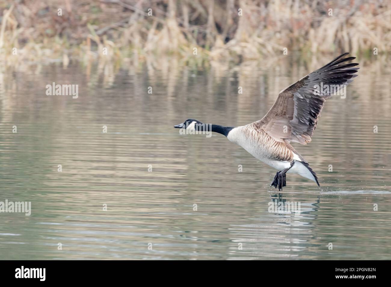 A Canada Goose coming into land on a fresh water lake Stock Photo - Alamy