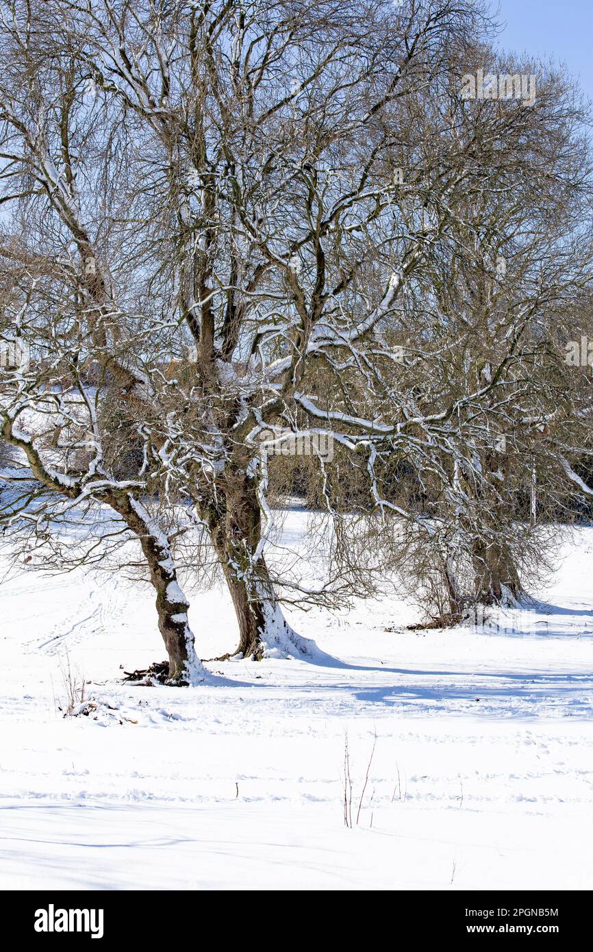 Oak trees ( Quercus robur) in winter. The bare branched trees are in ...