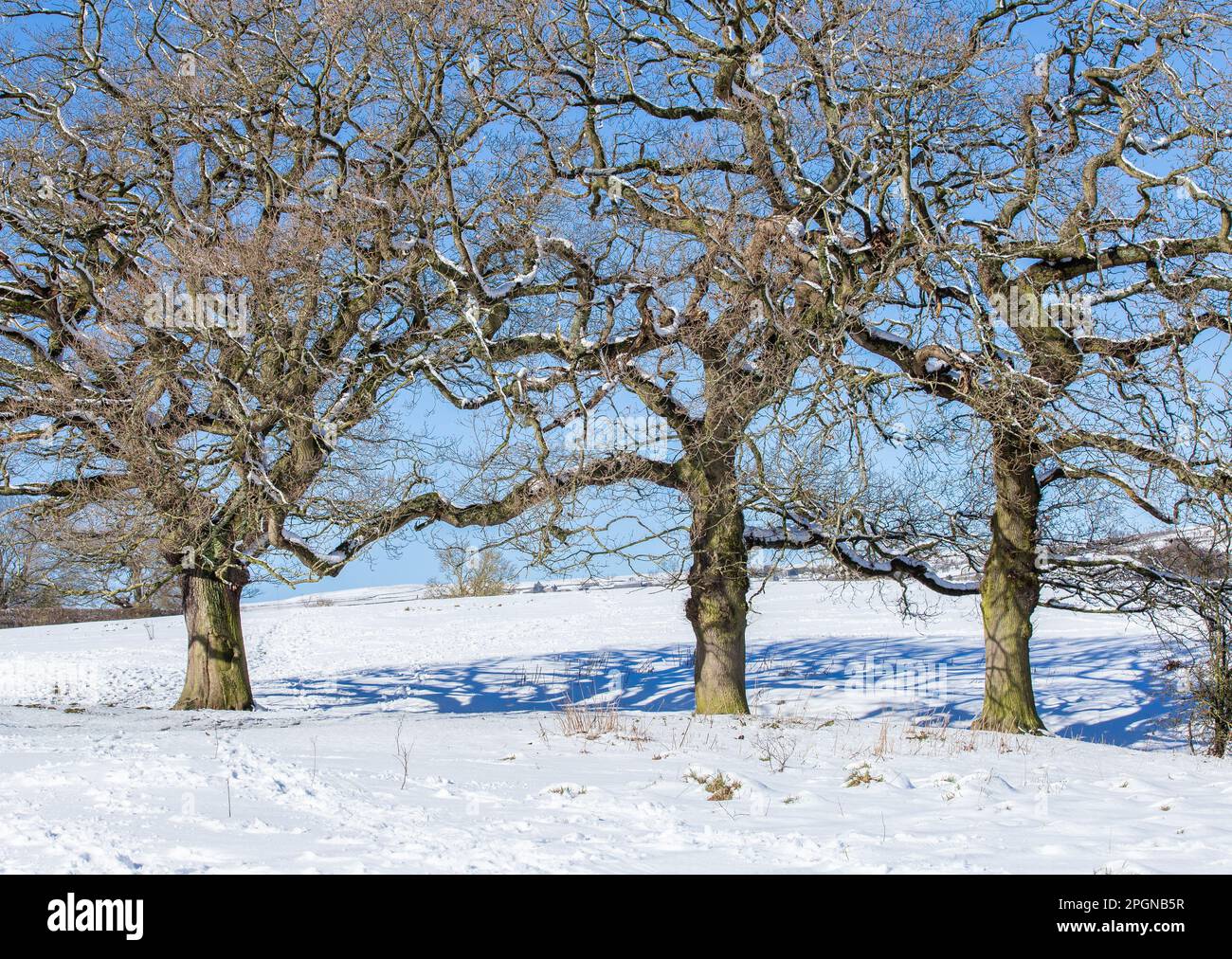 Oak trees ( Quercus robur) in winter. The bare branched trees are in ...