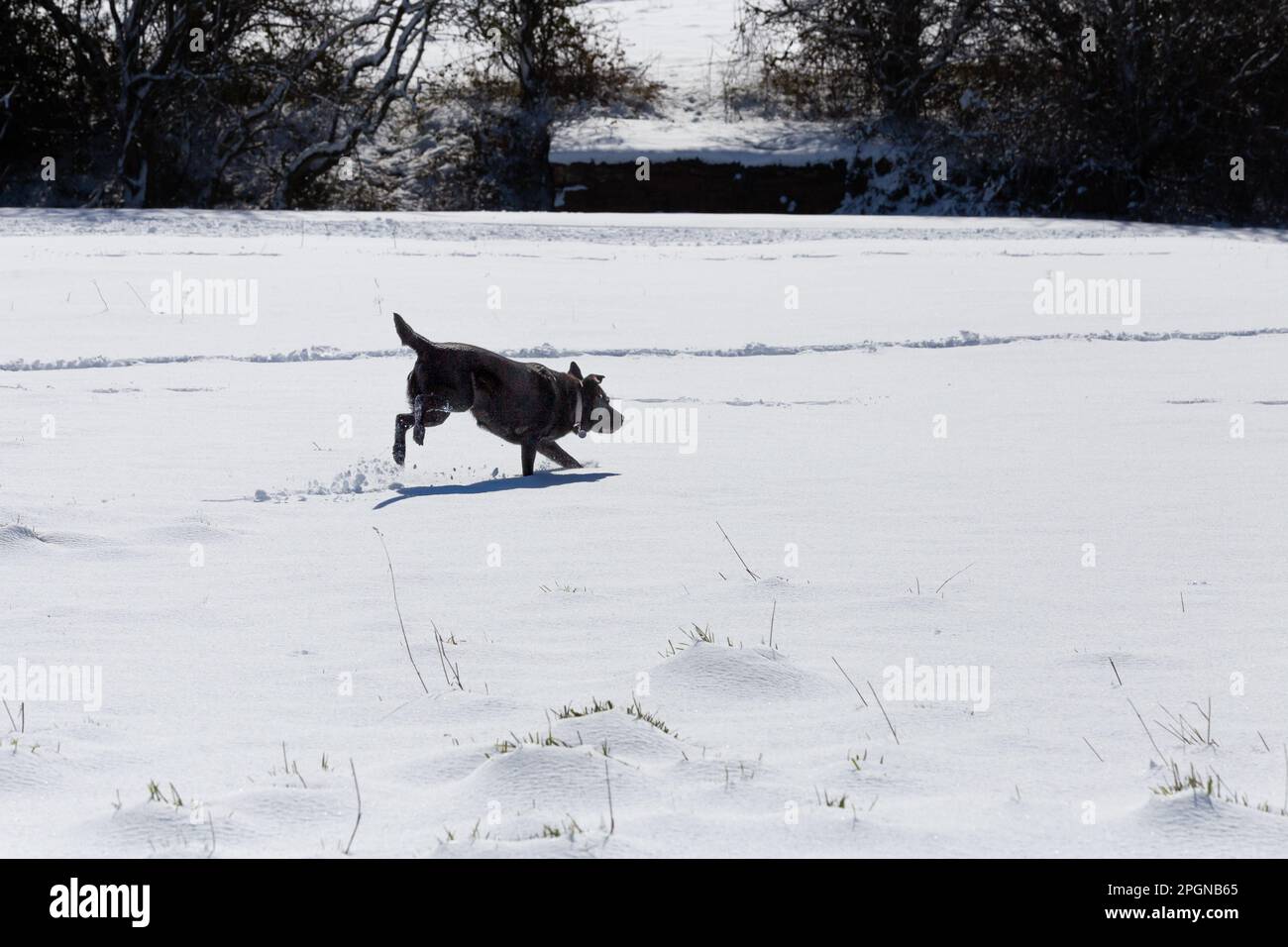 A Black Labrador Retriever running in the snow Stock Photo - Alamy