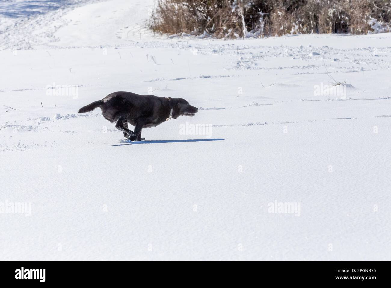 A Black Labrador Retriever running in the snow Stock Photo - Alamy