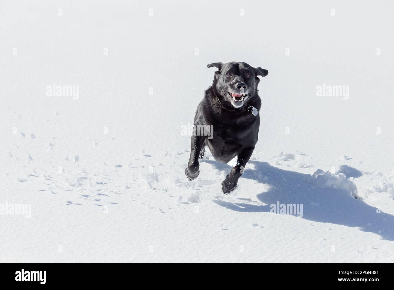 A Black Labrador Retriever running in the snow Stock Photo - Alamy