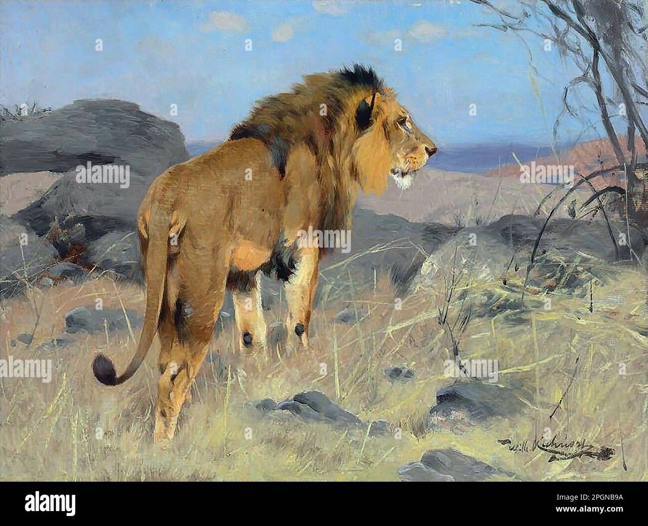 Kuhnert Wilhelm - a Lion 2 - German School - 19th and Early 20th ...