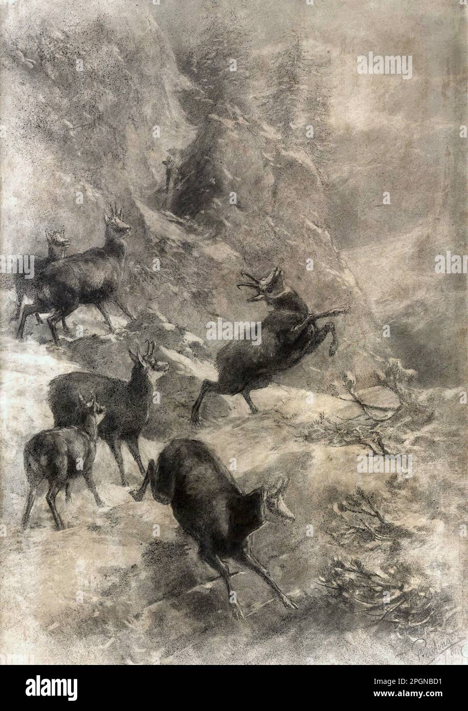 Pausinger Franz Xaver Von - Targeted chamois in the high mountains ...