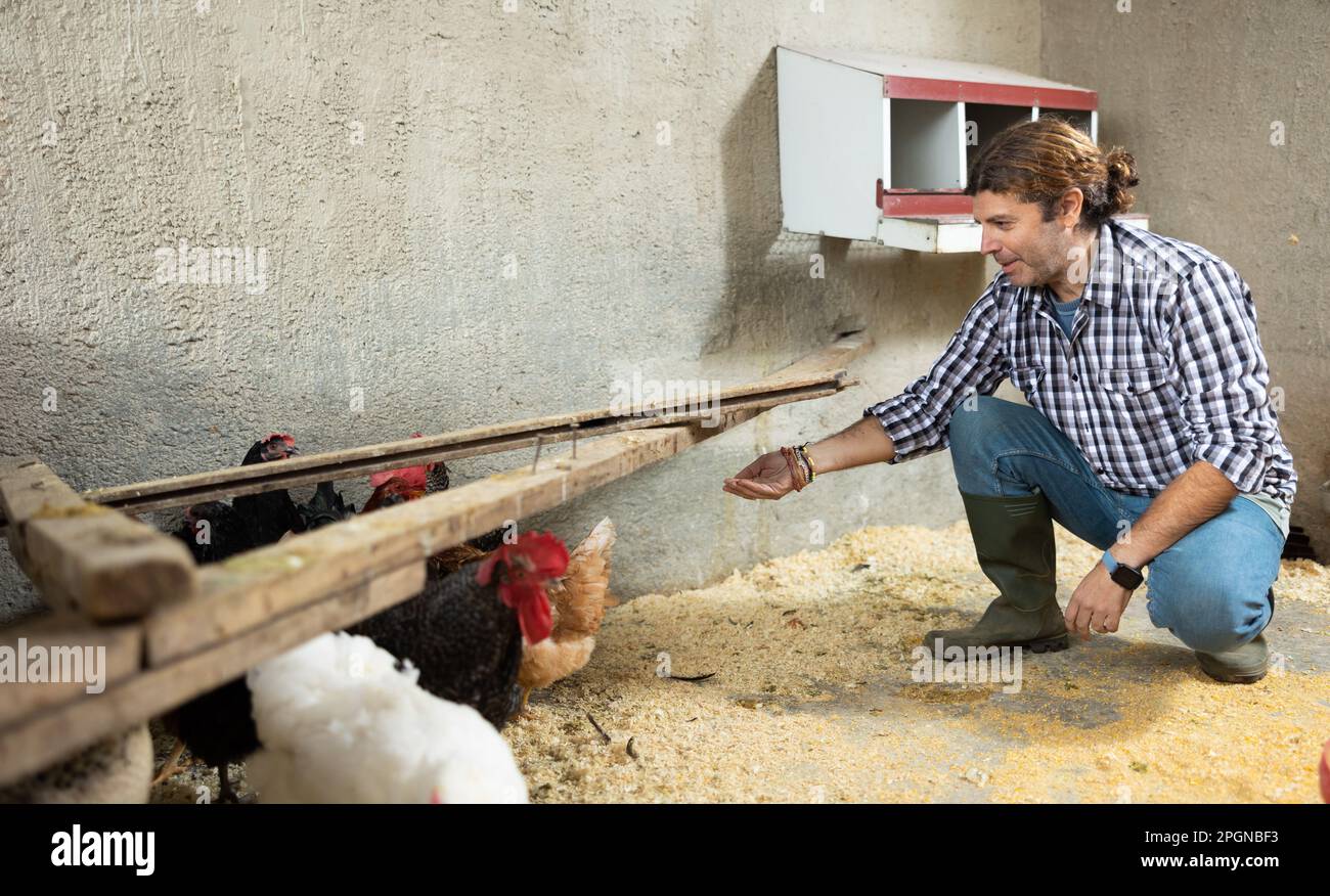 Male worker farm feeding hens in chicken coop Stock Photo - Alamy