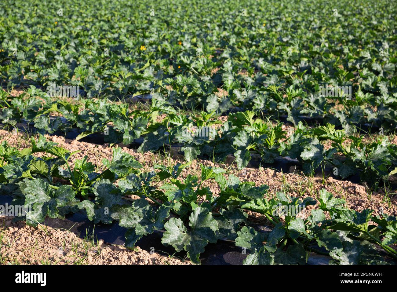 Young zucchini plants growing on farm land Stock Photo - Alamy