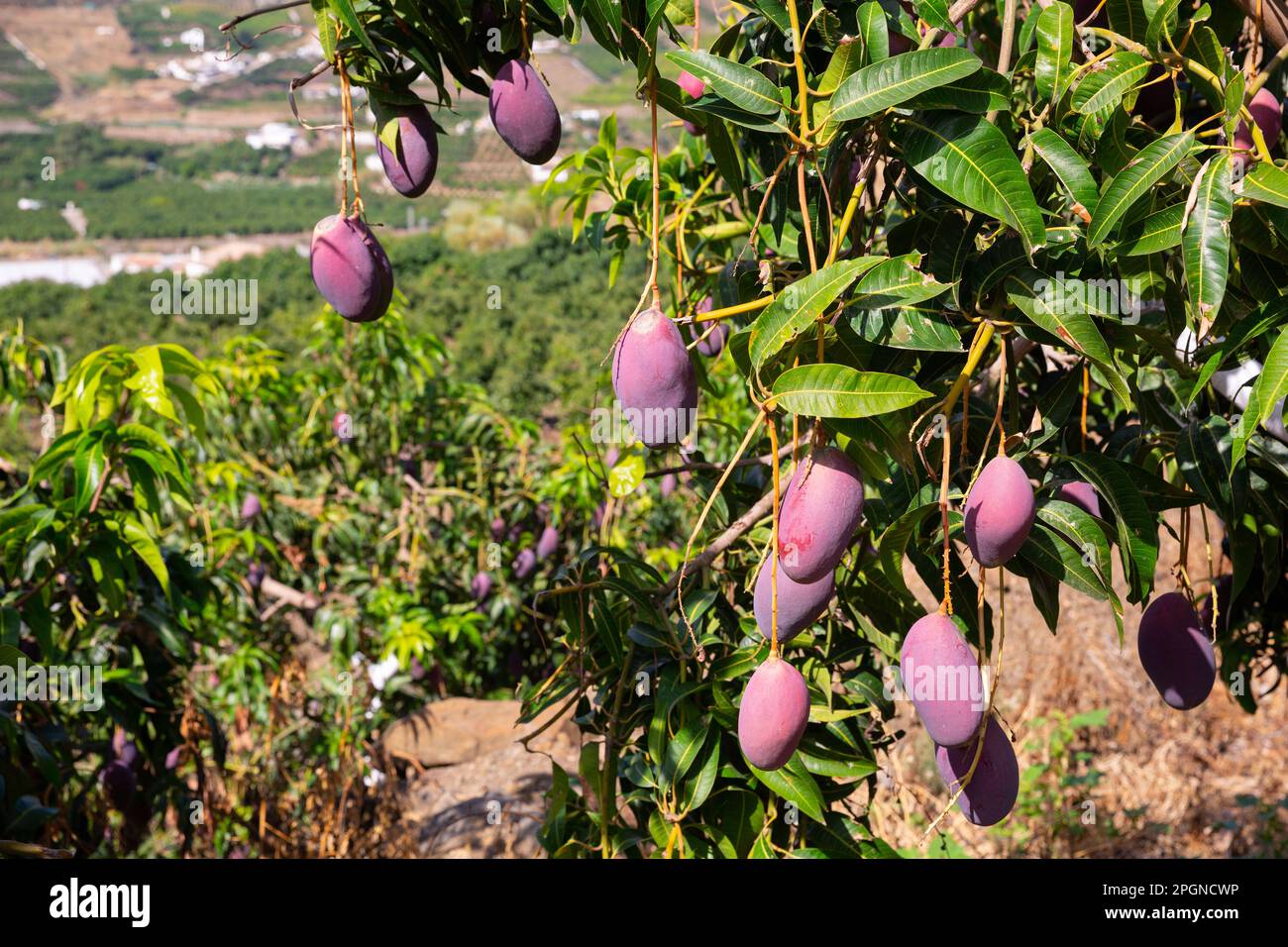 Grove mango trees in hi-res stock photography and images - Alamy