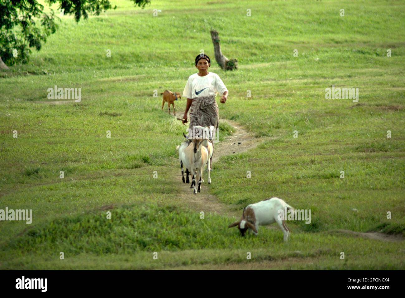 A senior woman herding goats on a grassland near the area of Soekarno ...