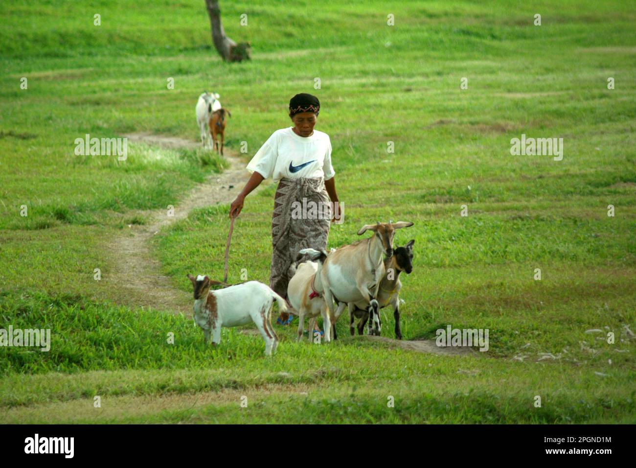 A senior woman herding goats on a grassland near the area of Soekarno ...