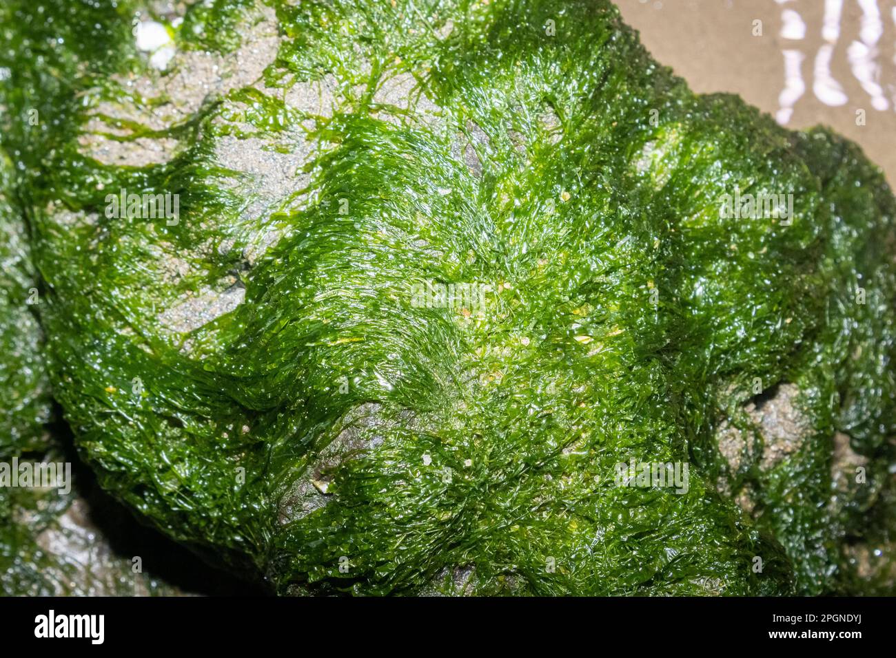 Filamentous green algae taking over a live rock on the beach. Algae are ...
